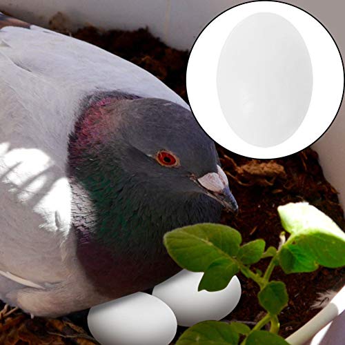 POPETPOP Fake Pigeon Eggs - 30Pcs Parrot Dummy Eggs White Solid Plastic Simulation Hatching Eggs Pigeon Birds Dummy Eggs for Hatch Incubation Breeding Solid