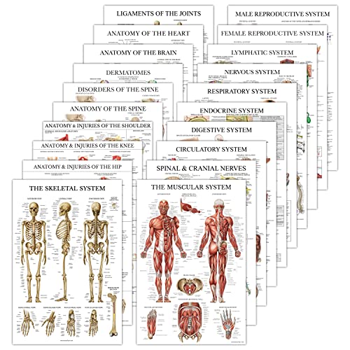 20 Pack - Anatomical Posters - Paper (Not Laminated) - Muscular, Skeletal, Digestive, Respiratory, Circulatory, Endocrine, Lymphatic, Male & Female, Nervous, Spinal Nerves, Anatomy Charts - 18" x 24"