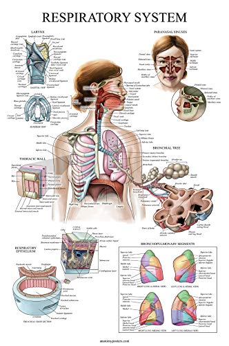 20 Pack - Anatomical Posters - Paper (Not Laminated) - Muscular, Skeletal, Digestive, Respiratory, Circulatory, Endocrine, Lymphatic, Male & Female, Nervous, Spinal Nerves, Anatomy Charts - 18" x 24"