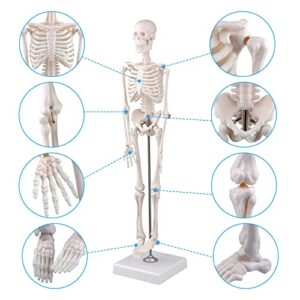 Ultrassist Mini Human Skeleton Model, 17” Portable Skeleton Bone Model with Removable Skull, Arms & Legs, Great Teaching Tool for Physiological Education and Human Skeletal System Study