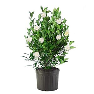 shrub august beauty gardenia, 1 gallon, lustrous green foliage