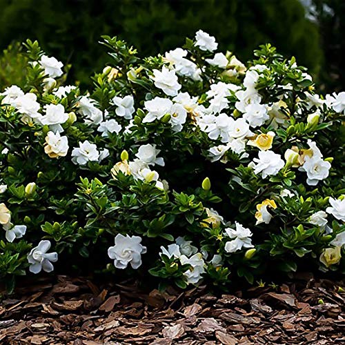 Shrub August Beauty Gardenia, 1 Gallon, Lustrous Green Foliage