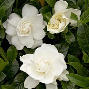 Shrub August Beauty Gardenia, 1 Gallon, Lustrous Green Foliage