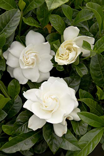 Shrub August Beauty Gardenia, 1 Gallon, Lustrous Green Foliage