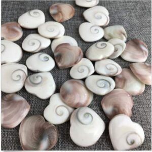 5pcs natural sun shell fossil fossil specimen crystal love heart reiki shiva eye