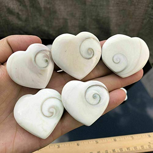 5pcs Natural Sun Shell Fossil Fossil Specimen Crystal Love Heart Reiki Shiva Eye