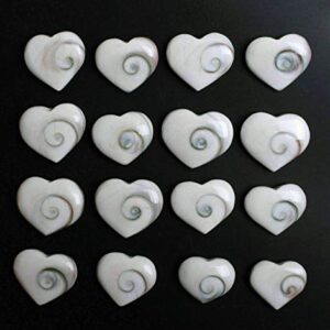 5pcs Natural Sun Shell Fossil Fossil Specimen Crystal Love Heart Reiki Shiva Eye