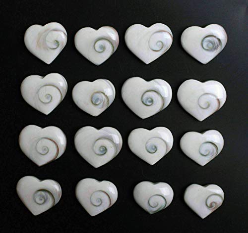 5pcs Natural Sun Shell Fossil Fossil Specimen Crystal Love Heart Reiki Shiva Eye