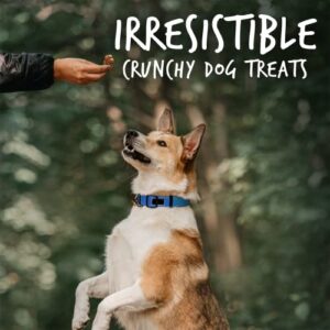 Fruitables Biggies Dog Biscuits – Crunchy Dog Biscuits Made with Pumpkin – Healthy Dog Treats Packed with – Free of Wheat, Corn and Soy – Pumpkin & Blueberry – 16 Ounces