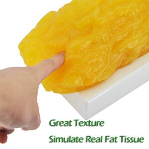 Human Body Fat Replica, 5lb Fat Model, 5 Pounds of Fat Anatomical Fat Model for Keep Fit, Weight Loss Motivation Reminder, Nutritionist, Anatomical Science Course, Medical Student