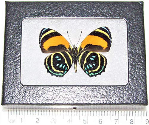 BicBugs Callicore aegina Yellow Orange Black Butterfly Verso Peru Framed