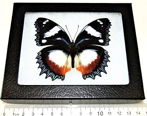 BicBugs Hypolimnas dexithea red Blue White Black Butterfly Madagascar Framed