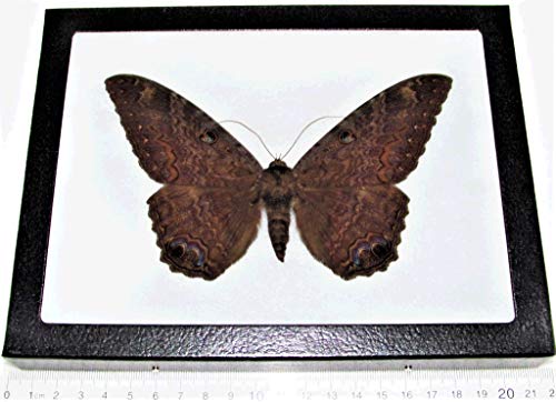 BicBugs Ascalapha odorata Black Witch Moth Texas USA Framed