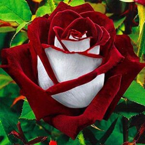 love in rose bush 20 seeds - rare - red white rose seeds