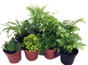 mini ferns for terrariums/fairy garden - 8 different plants - 2" pots