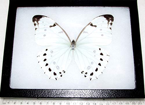 BicBugs Morpho Luna White Black Butterfly Central America Framed Real