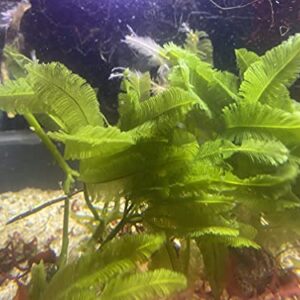 Live Saltwater Plant 5-7 inches Caulerpa Palm Tree Macroalgae Live Marine Plant Coral Reef Refugium Sump Display