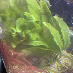 Live Saltwater Plant 5-7 inches Caulerpa Palm Tree Macroalgae Live Marine Plant Coral Reef Refugium Sump Display