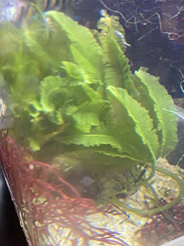 Live Saltwater Plant 5-7 inches Caulerpa Palm Tree Macroalgae Live Marine Plant Coral Reef Refugium Sump Display