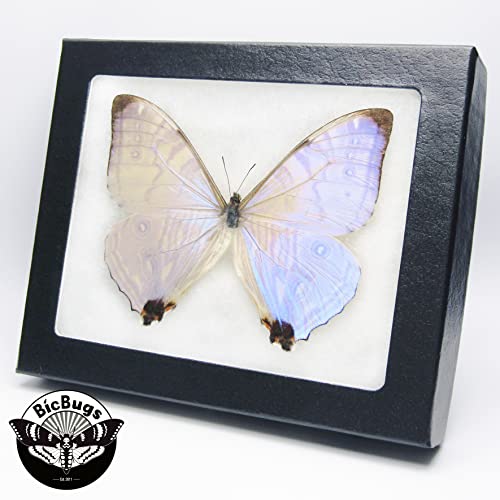 BicBugs Morpho sulkowski Purple Pink Blue Butterfly Peru Framed Real