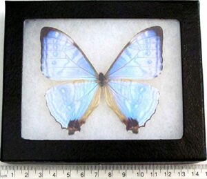 bicbugs morpho sulkowski purple pink blue butterfly peru framed real