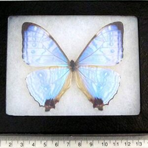 BicBugs Morpho sulkowski Purple Pink Blue Butterfly Peru Framed Real