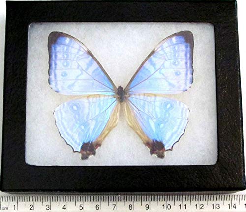 BicBugs Morpho sulkowski Purple Pink Blue Butterfly Peru Framed Real