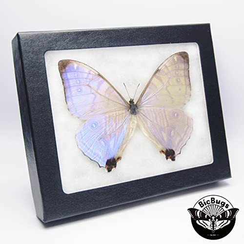 BicBugs Morpho sulkowski Purple Pink Blue Butterfly Peru Framed Real