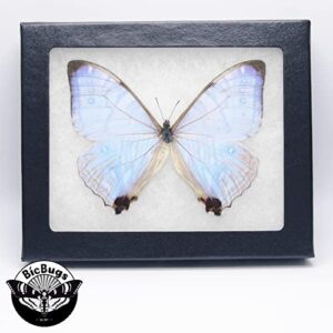 BicBugs Morpho sulkowski Purple Pink Blue Butterfly Peru Framed Real