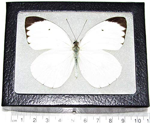 BicBugs Ascia buniae White Black Butterfly Peru Framed Real