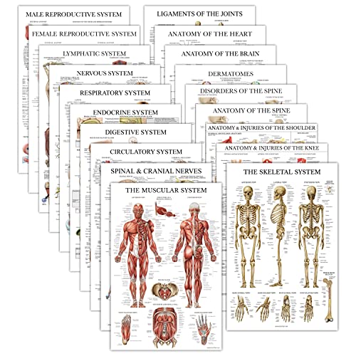 19 Pack - Anatomical Posters - Laminated - Muscular, Skeletal, Digestive, Respiratory, Circulatory, Endocrine, Lymphatic, Male & Female, Nervous, Spinal Nerves, Anatomy Charts - 18" x 24"