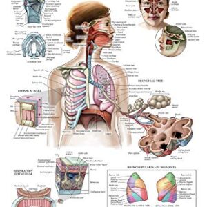 19 Pack - Anatomical Posters - Laminated - Muscular, Skeletal, Digestive, Respiratory, Circulatory, Endocrine, Lymphatic, Male & Female, Nervous, Spinal Nerves, Anatomy Charts - 18" x 24"