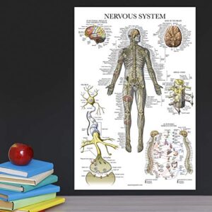 19 Pack - Anatomical Posters - Laminated - Muscular, Skeletal, Digestive, Respiratory, Circulatory, Endocrine, Lymphatic, Male & Female, Nervous, Spinal Nerves, Anatomy Charts - 18" x 24"