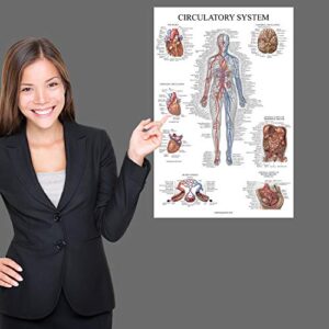 16 Pack - Anatomical Posters - Laminated - Muscular, Skeletal, Digestive, Respiratory, Circulatory, Endocrine, Lymphatic, Male & Female, Nervous, Spinal Nerves, Anatomy Charts - 18" x 24"