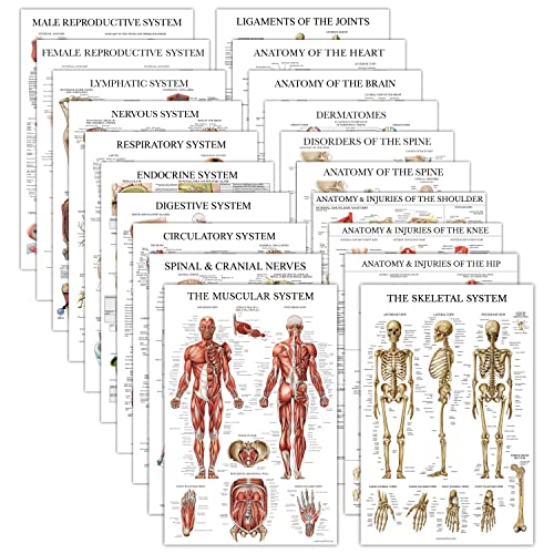 20 Pack - Anatomical Posters - Laminated - Muscular, Skeletal, Digestive, Respiratory, Circulatory, Endocrine, Lymphatic, Male & Female, Nervous, Spinal Nerves, Anatomy Charts - 18" x 24"