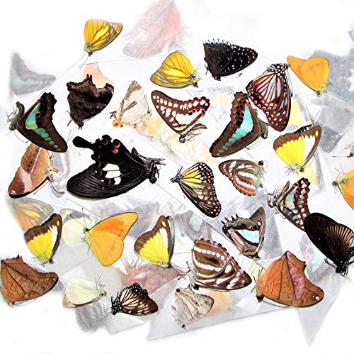 BicBugs Mixed lot of Assorted unmounted Wings Closed Butterflies and Moths (10)