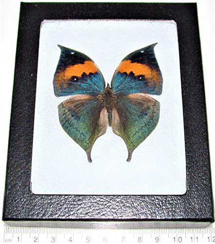 BicBugs Kallima inachis Blue Yellow Leaf Mimic Butterfly China Framed Real