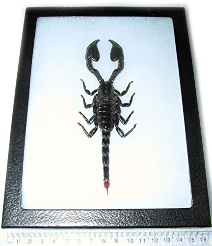 BicBugs Heterometrus laoticus Giant Emperor Scorpion Thailand Framed Real