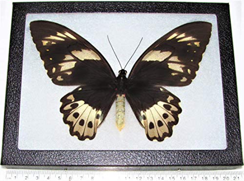 BicBugs Ornithoptera priamus Poseidon Black Gold Butterfly Female Papua New Guinea Framed Real