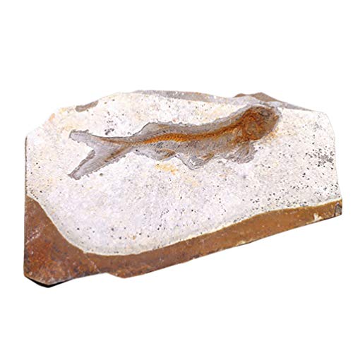 Scicalife Paleontology Fish Fossil Specimen Stone Ornaments for Basic Paleontology Biological Science Education Laboratory Supply(Random Size)