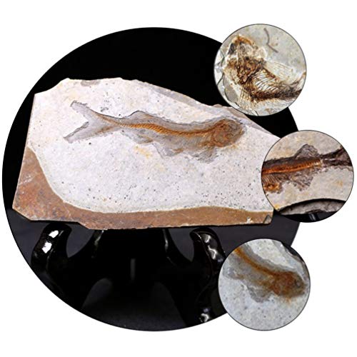 Scicalife Paleontology Fish Fossil Specimen Stone Ornaments for Basic Paleontology Biological Science Education Laboratory Supply(Random Size)