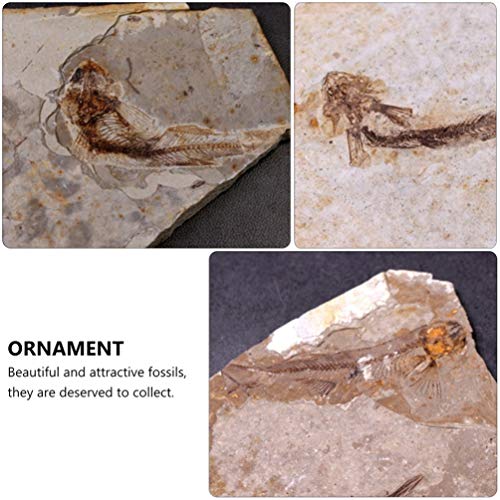 Scicalife Paleontology Fish Fossil Specimen Stone Ornaments for Basic Paleontology Biological Science Education Laboratory Supply(Random Size)