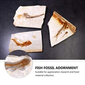 Scicalife Paleontology Fish Fossil Specimen Stone Ornaments for Basic Paleontology Biological Science Education Laboratory Supply(Random Size)