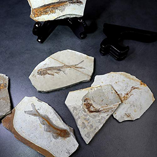 Scicalife Paleontology Fish Fossil Specimen Stone Ornaments for Basic Paleontology Biological Science Education Laboratory Supply(Random Size)