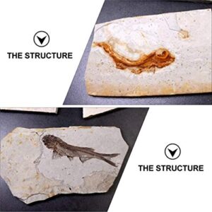 Scicalife Paleontology Fish Fossil Specimen Stone Ornaments for Basic Paleontology Biological Science Education Laboratory Supply(Random Size)