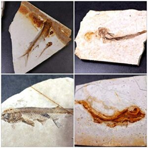 Scicalife Paleontology Fish Fossil Specimen Stone Ornaments for Basic Paleontology Biological Science Education Laboratory Supply(Random Size)