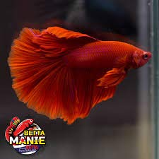 SevenSeaSupply - Male Halfmoon Betta - Assorted Color - Live Aquarium Tropical Fish…