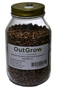 sterilized rye berry mushroom substrate in quart jar