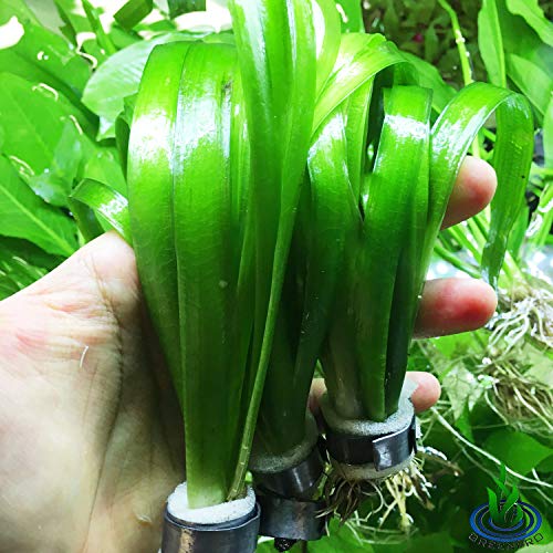 Giant Jungle Val | Tall Vallisneria Gigantea 3-Bunch Freshwater Live Aquarium Plants Background Fish Tank Greenpro …