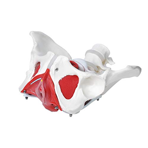 Wadoy Pelvic Floor Model, Female Pelvis Model, Pelvic Floor Muscle Anatomical Model with Removable Organs for Medical Teaching Students Study Science Education